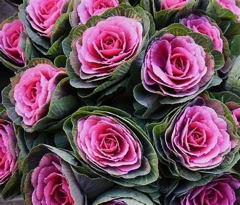 24 Cabbage Flowers Ideas Cabbage Flowers Flowers Ornamental Cabbage