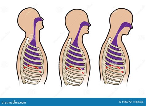 Human Respitory System In Stock Vector Illustration Of Chest 14383721
