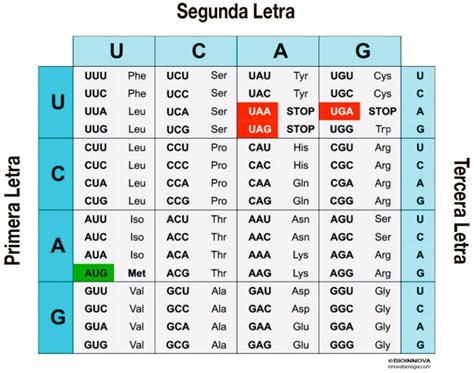 Codons Bei Der Dna Übersetzung