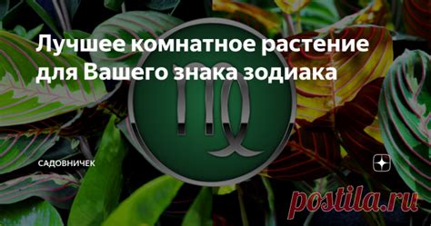 Лучшее комнатное растение для Вашего знака зодиака Растения имеют ра Цветы Постила