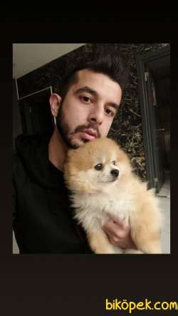 En Uygun Dişi Ve Erkek Teddybear Pomeranian Boo Yavrul 267376 Biköpek