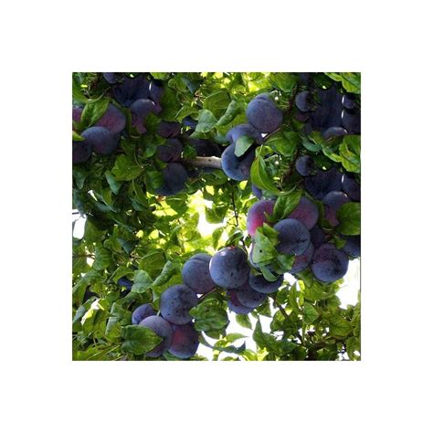 Erik Anjelika Erik Fidan Ya A L Cm T Pl Fiyat