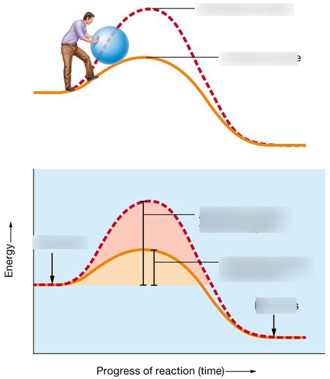 Enzymes Activation Energy