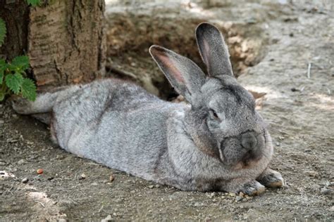 How Long Do Flemish Rabbits Live The Complete Guide