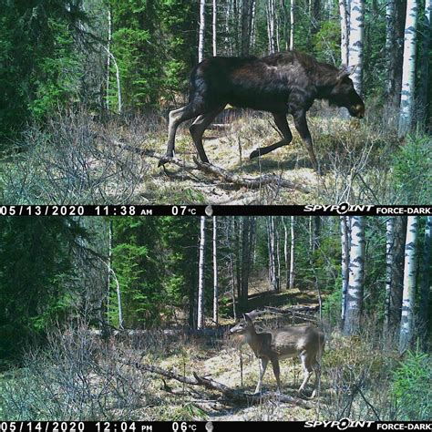 Moose Size Comparison