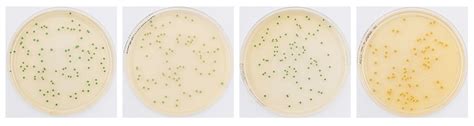 Cronobacter Sakazakii On Cci Comparison Suppliers Biosistostandard
