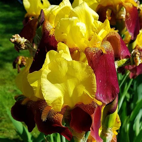 Irys That Jazz Szt Ecebule