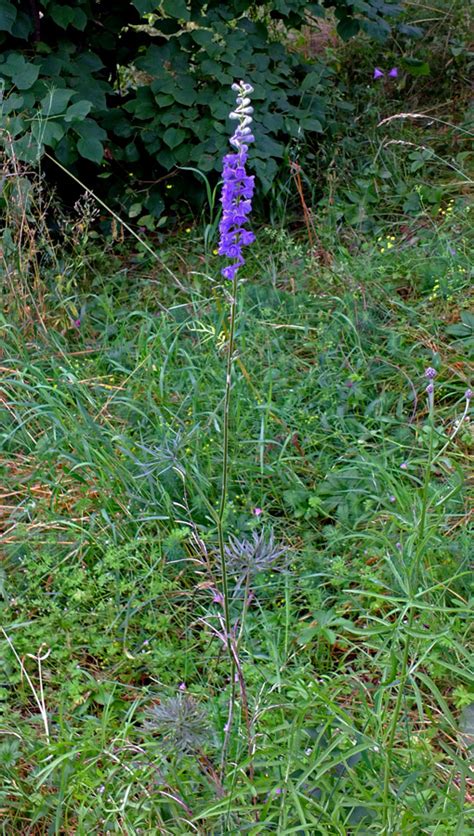 Delphinium Fissum Ranunculaceae