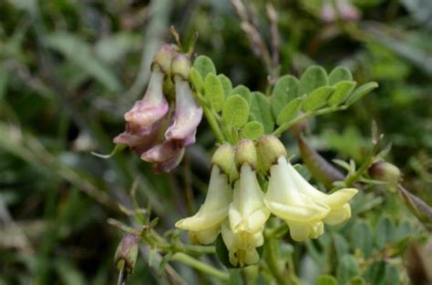 Astragalus Membranaceus