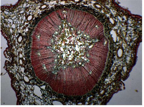Pine Young Stem Cross Section Prepared Microscope Slide 75x25mm Klm Bio Scientific