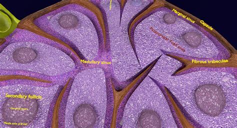 Artstation Lymph Node Lymphatic System 3d Resources