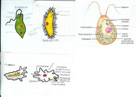 Protist Cell Microscope