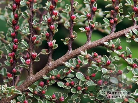 Cotoneaster Horizontalis Alchetron The Free Social Encyclopedia