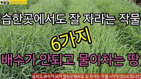습한곳에서도 잘 자라는 농작물 6가지 배수가 안되고 물이 차는땅에서도 잘 자라는 농작물 Youtube