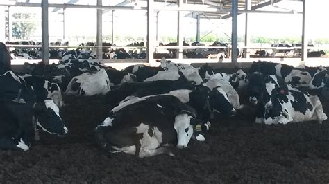 Lying Behaviour And Productive Efficiency In Dairy Cattle A Practical Overview Awec