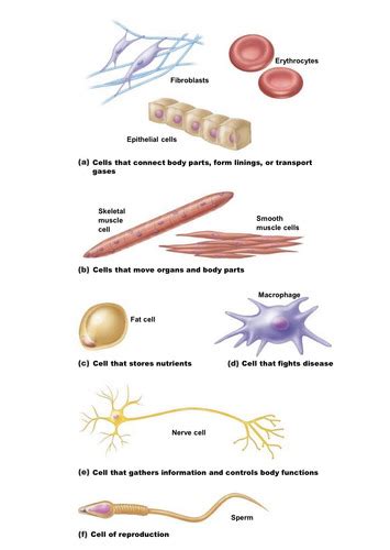 Ch 2 The Cell Lecture Flashcards Quizlet