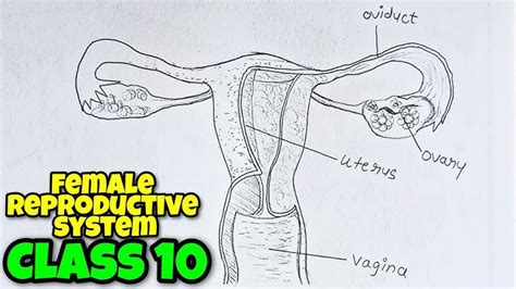 How To Draw Human Female Reproductive System