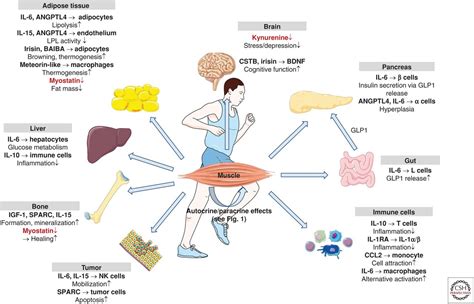 Skeletal Muscle As An Endocrine Organ The Role Of Myokines In Exercise