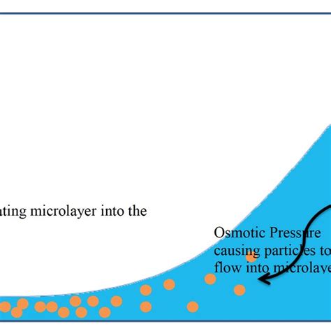 Temporal Evolution Of Concentration Profile Under Evaporative Flux At
