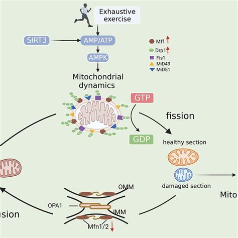Mechanisms Of Mitochondrial Dynamics After Exhaustive Exercise In