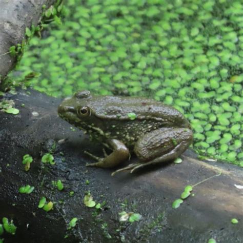 Frogs In Missouri 24 Amazing Species SnakeTracks Com