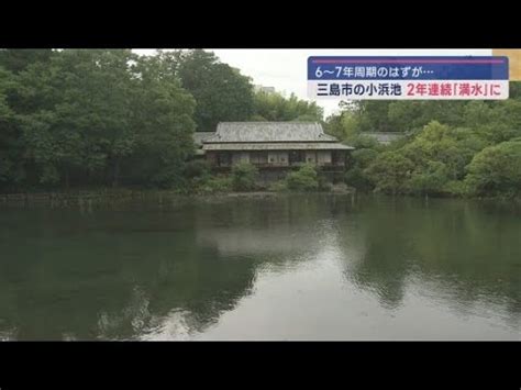 楽寿園の小浜池の水位2年連続で満水に めったに満水にならないはずがここ数年は短い周期で満水に 静岡三島市 YouTube