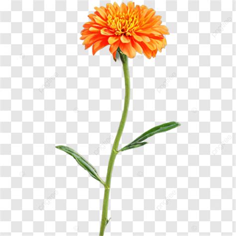 밝은 오렌지색 메리골드 금잔화 꽃 주황색 Png 일러스트 및 이미지 에 대한 무료 다운로드 Pngtree