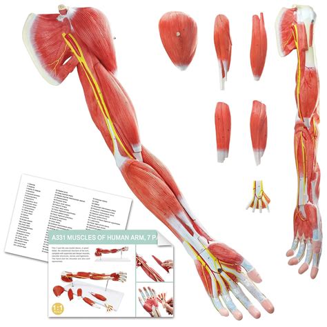7 Part Human Anatomical Muscular Arm Model For Australia Ubuy