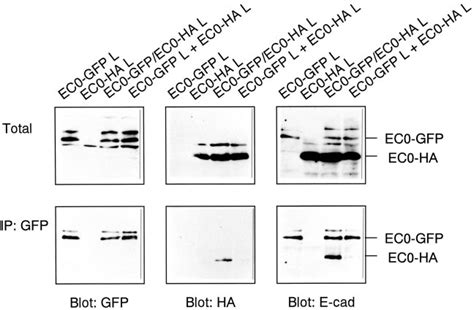 The Tail Less E Cadherin Construct Can Form Lateral Dimers Total Cell