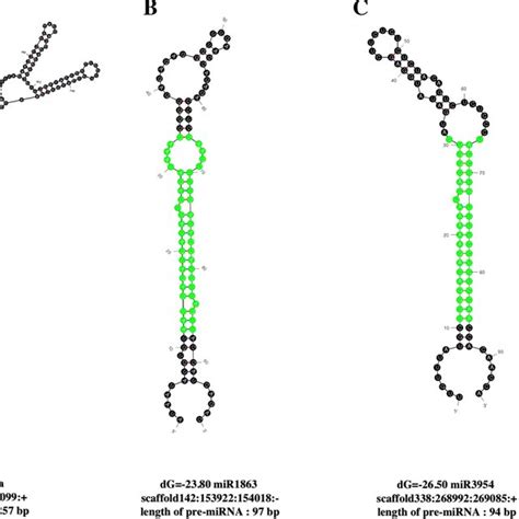 Analysis Of Stem Loop Hairpin Structures Of Pre MiRNAs In D Longan A Download Scientific