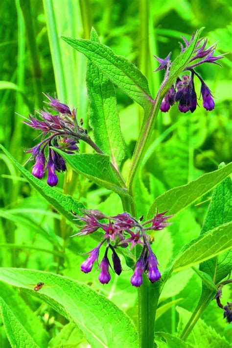 How To Plant And Grow Comfrey Gardeners Path