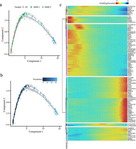Reconstruction Of The Differentiation Trajectory In A Pseudotime