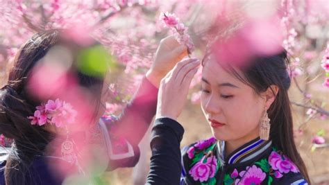 旅游 树树桃花开 乡村幸福来tom旅游