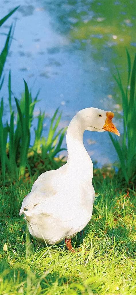 鹅 鹅 鹅 白毛浮绿水 红掌拨清波 花瓣网