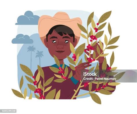 모자를 쓴 남자가 커피 작물을 수확하고 나뭇가지에서 잘 익은 레드 베리를 따고 있다 벡터 일러스트레이션 수확에 대한 스톡 벡터 아트 및 기타 이미지 Istock