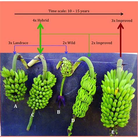 Pdf Trait Variation And Genetic Diversity In A Banana Genomic Selection Training Population