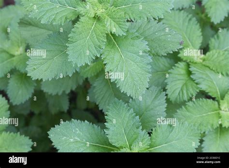Catnip Plant Covering The Ground Edible And Medicinal Herb Stock Photo Alamy