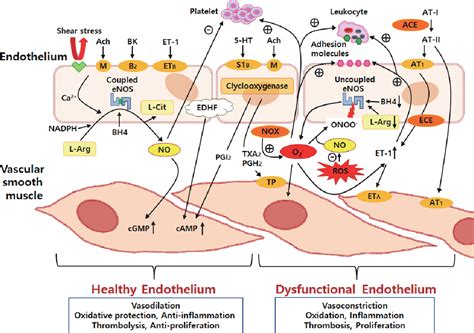 Figure 2 From Endothelial Dysfunction Clinical Implications In Cardiovascular Disease And