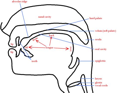 Free Lateral Approximant Download Free Lateral Approximant Png Images Free Cliparts On Clipart