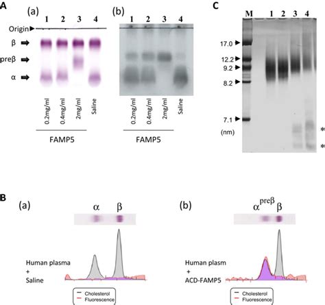 Effects Of Famp On Pre‐β Hdl Formation In Vitro A Famp5 0 2 To 2 0 Download Scientific