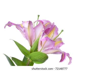 3 Lilium Tom Pouce Royalty Free Images Stock Photos Pictures Shutterstock