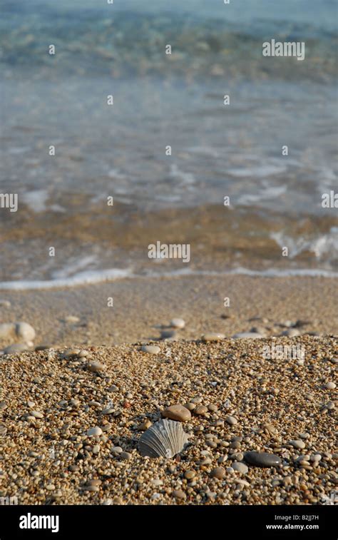 Seashell Fossil Hi Res Stock Photography And Images Alamy