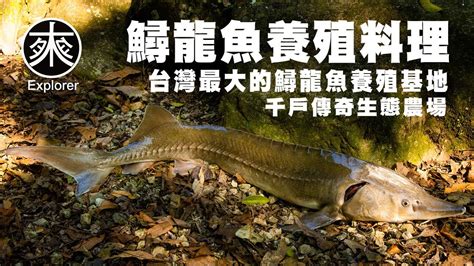台北三峽深度旅行 免費參觀台灣最大鱘龍魚養殖場探秘！親子共遊，漁夫體驗！｜挑戰味蕾極限！千戶傳奇生態農場獨家鱘魚料理｜農業紀錄片系列
