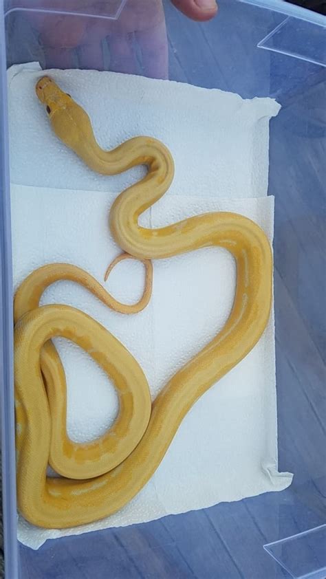 Albino Ultra Ivory Reticulated Python By Shotts Reptiles Morphmarket