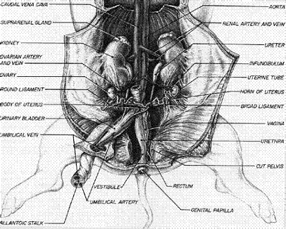 Male Anatomy Diagram Appendix Appendix Location Where Is Your Appendix Bodytomy