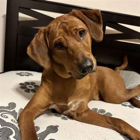 Bloodhound Lab Mix Life Expectancy