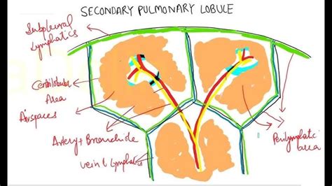 Secondary Pulmonary Lobule