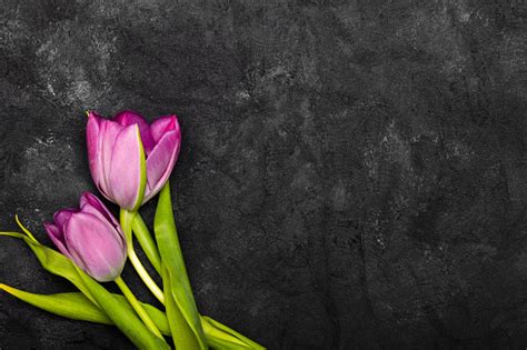 어두운 배경에 튤립 꽃 복사 공간 핑크 꽃의 아름 다운 봄 꽃다발 3월에 대한 스톡 사진 및 기타 이미지 3월 검은색 공란 Istock