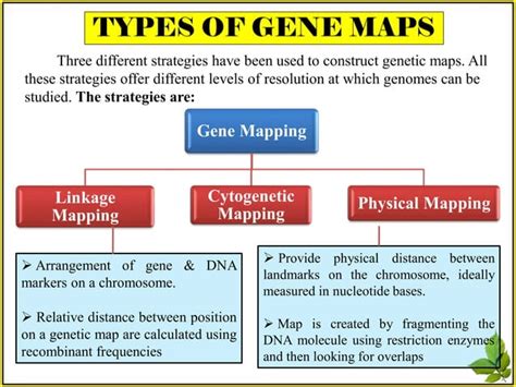 Gene Mapping Methodslinkage Maps And Mapping With Molecular Markers