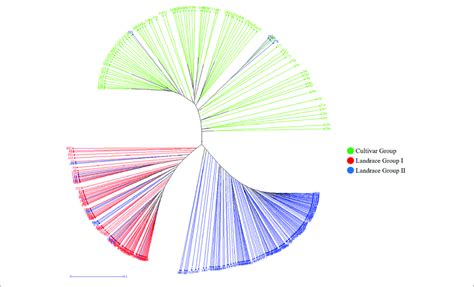 wpgma clustering dendrogram generated using 16506 snps and 369